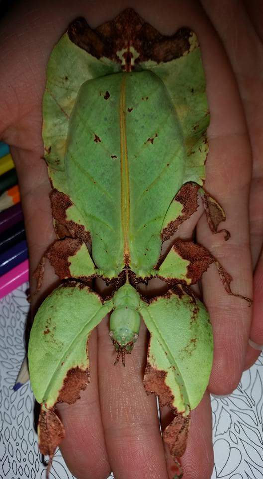 Leaf Insects – Mantis Marvels